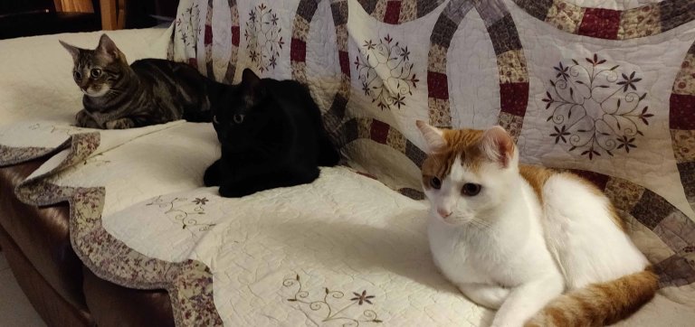 Catholic Kermit | seeking A collar & asking W.W.K.D.?